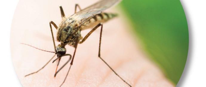 What you need to know about Zika, the virus and the disease | Nursing ...